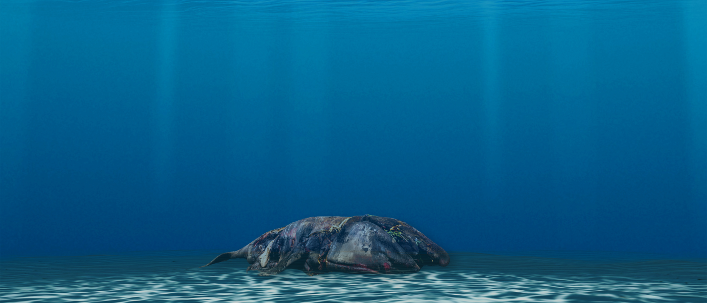 Angus, Callum - Seventh Wave